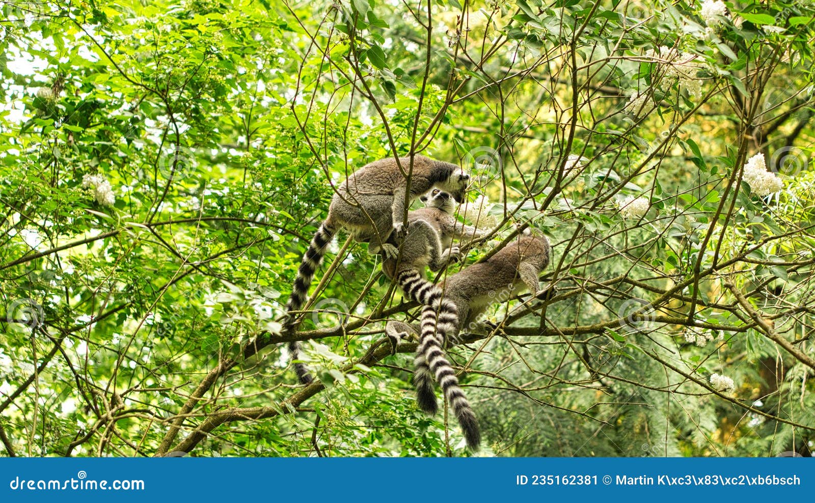 A Group of Maki Playing in the Tree Editorial Photo - Image of monkey ...