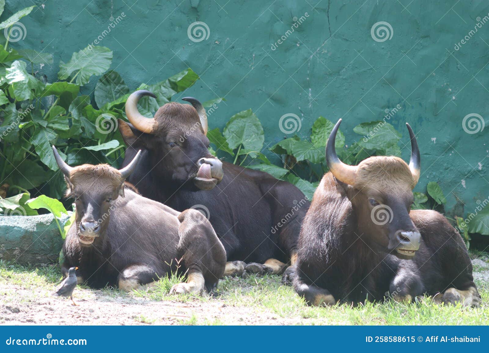 A group of Malayan gaur stock image. Image of animal - 258588615