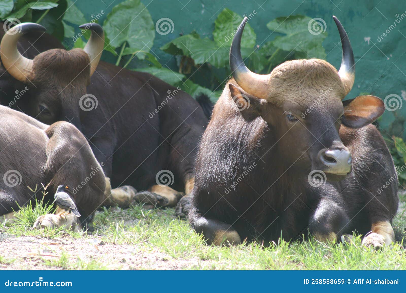 A group of Malayan gaur stock image. Image of group - 258588659