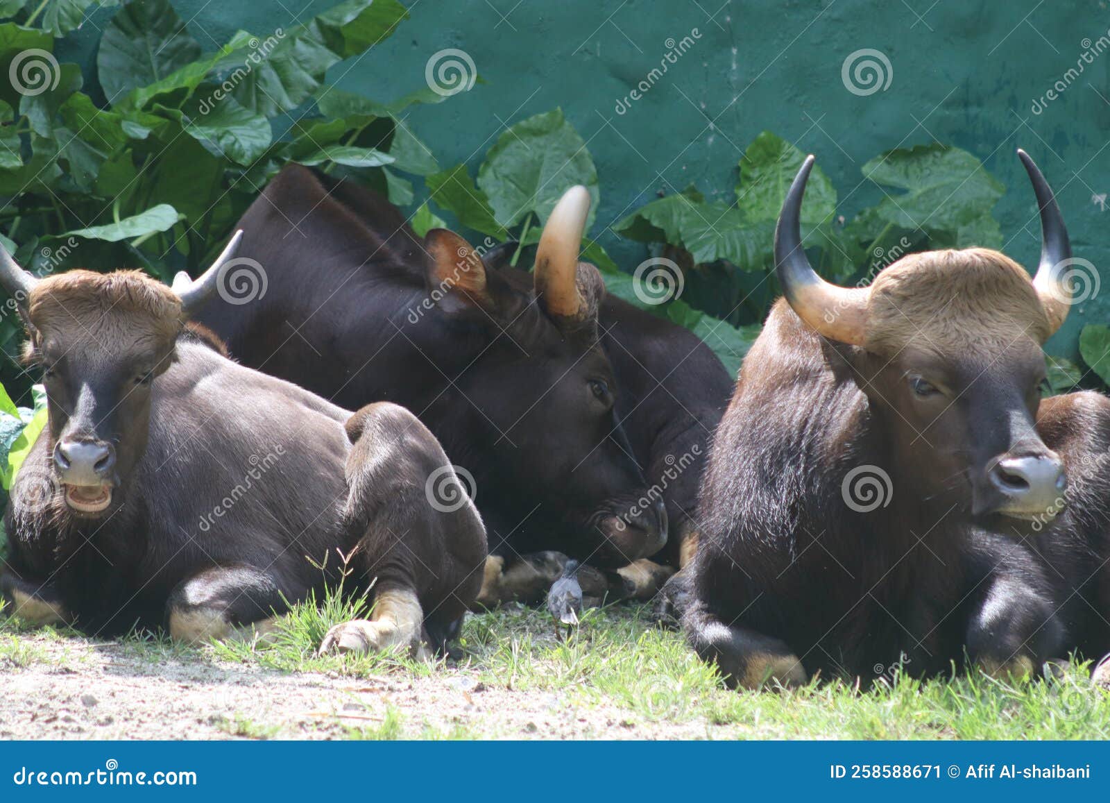 A group of Malayan gaur stock image. Image of animal - 258588671
