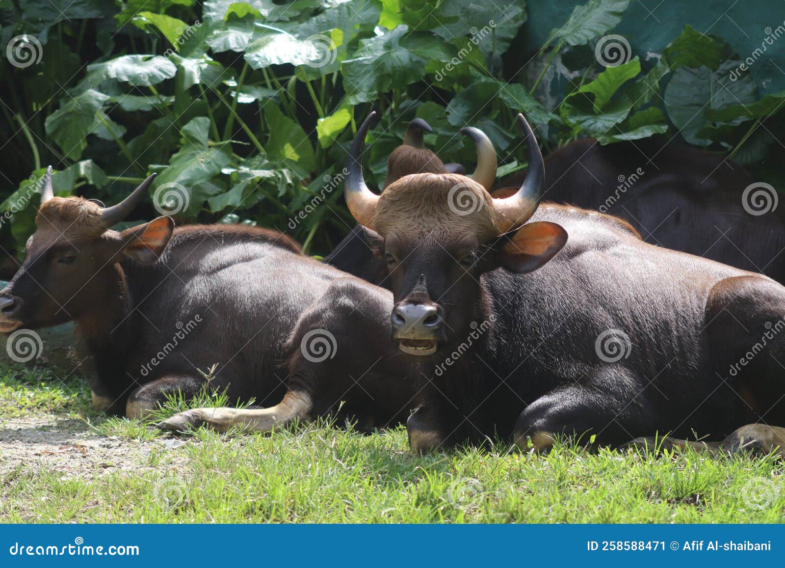 A group of Malayan gaur stock image. Image of wildlife - 258588471