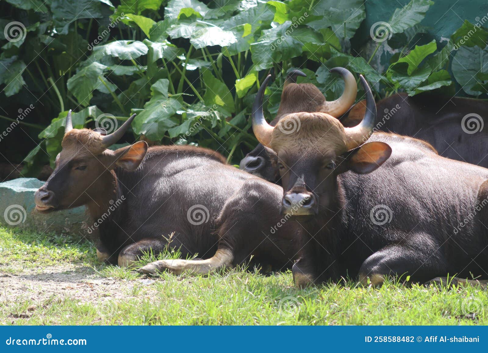 A group of Malayan gaur stock photo. Image of animal - 258588482