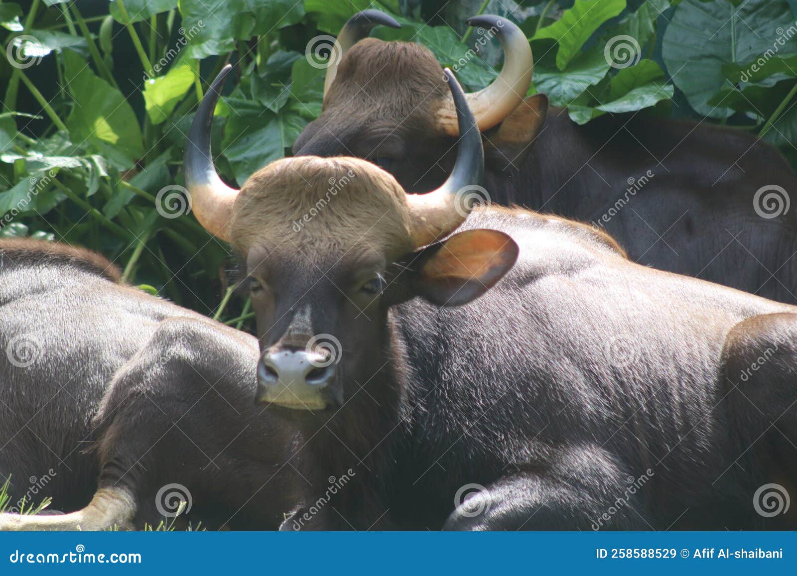 A group of Malayan gaur stock image. Image of animal - 258588529