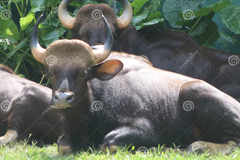 A group of Malayan gaur stock image. Image of animal - 258588591