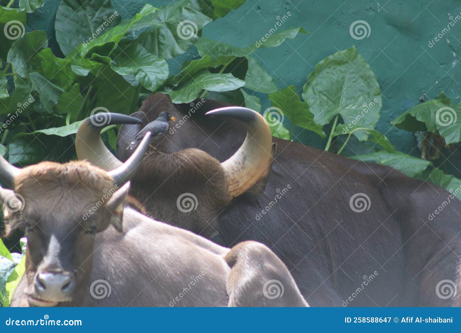A group of Malayan gaur stock image. Image of group - 258588647
