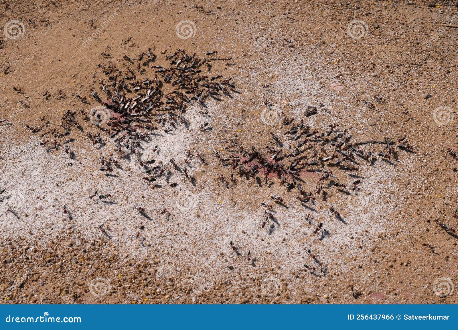 Group of Male Ants with Wings Stock Photo - Image of flying, live ...