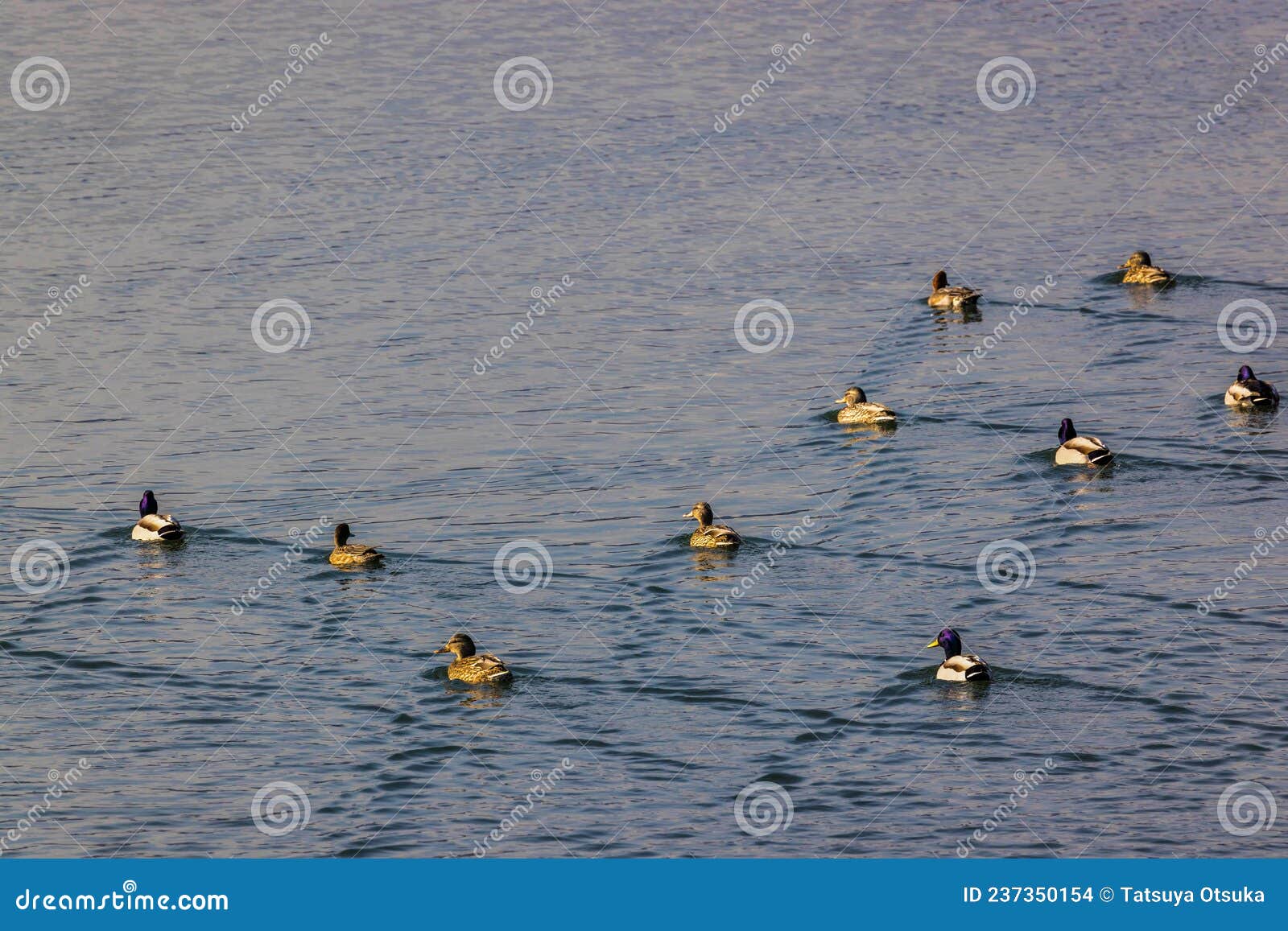 Group of Mallard Moving on the River Stock Photo - Image of ripple ...
