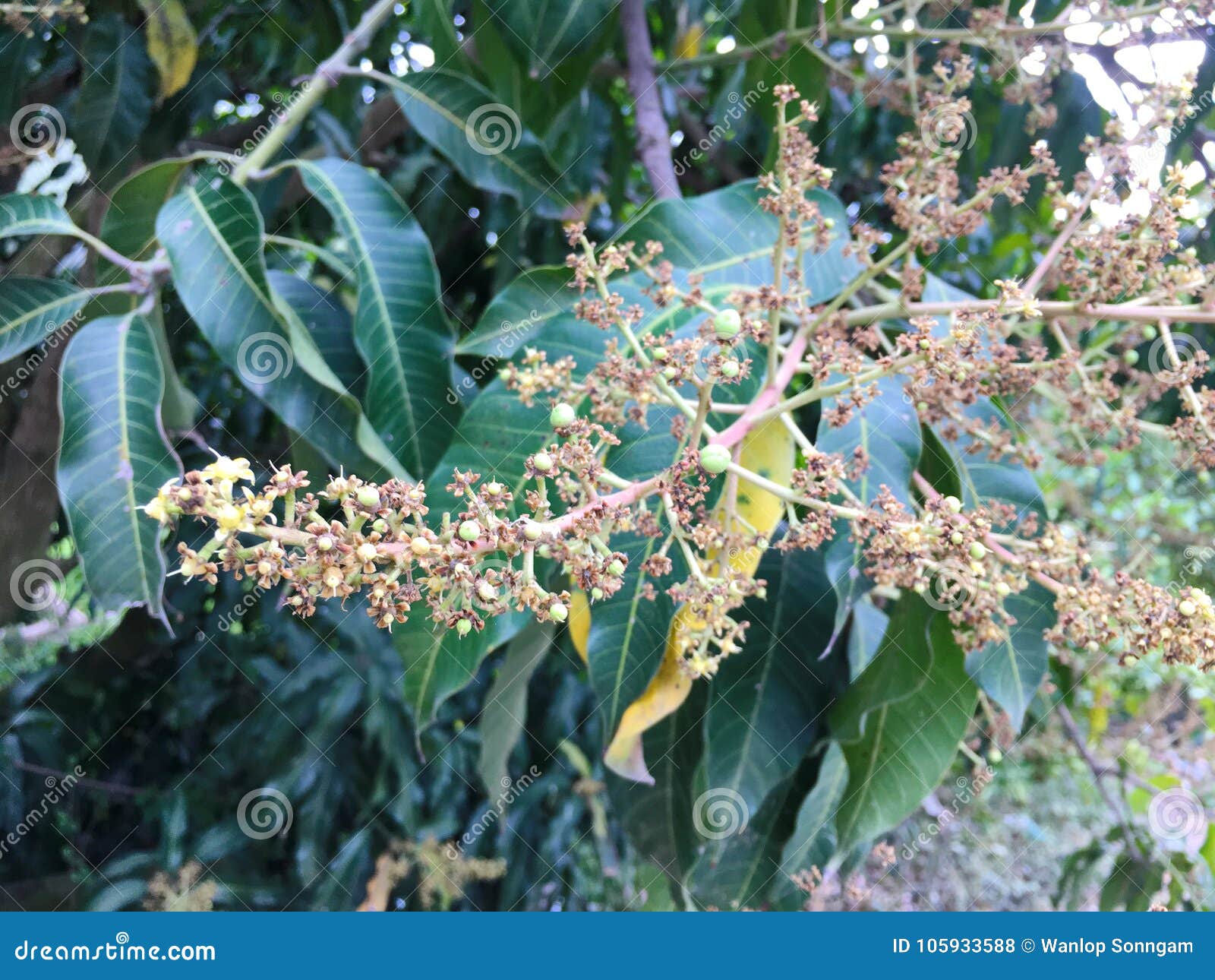 Group of Mango Flowers and Mango Leaf on Mango Tree. Stock Photo ...