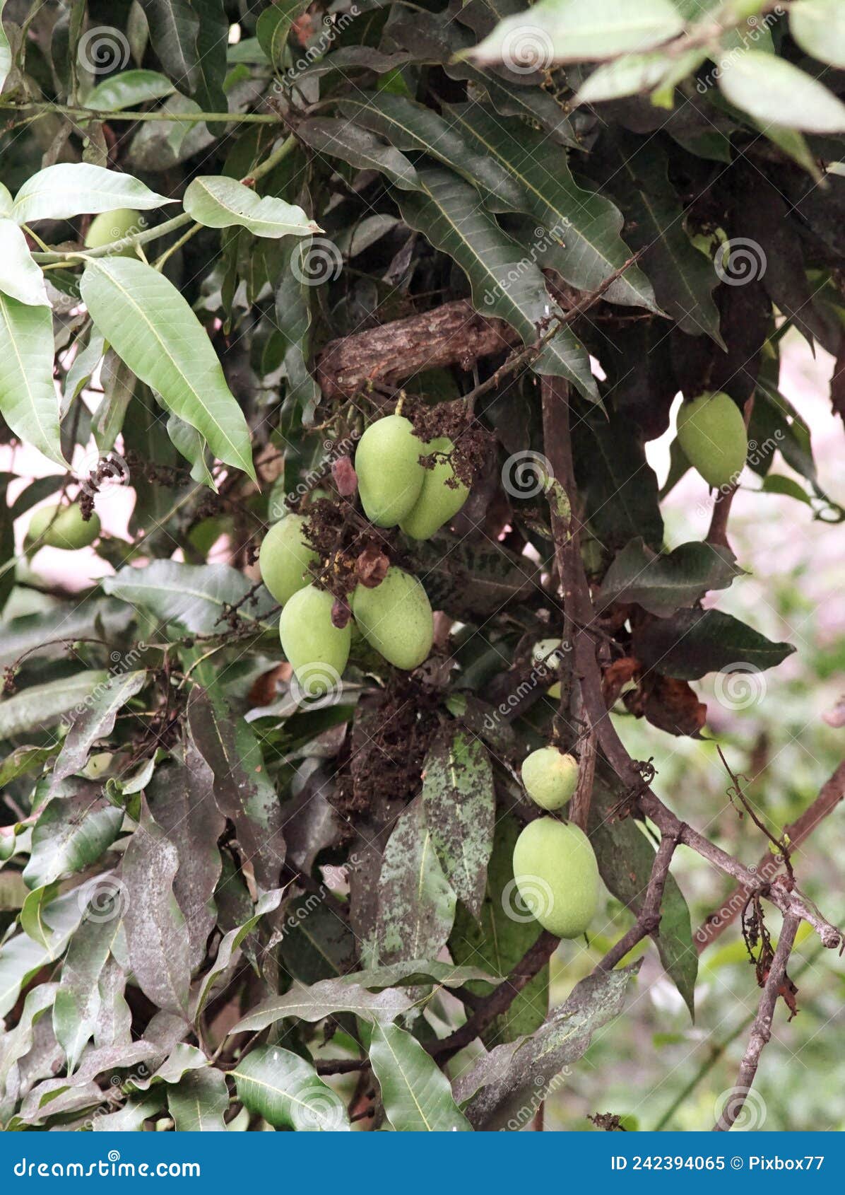 Group of Mango Fruit on Tree Stock Image - Image of farm, growth: 242394065