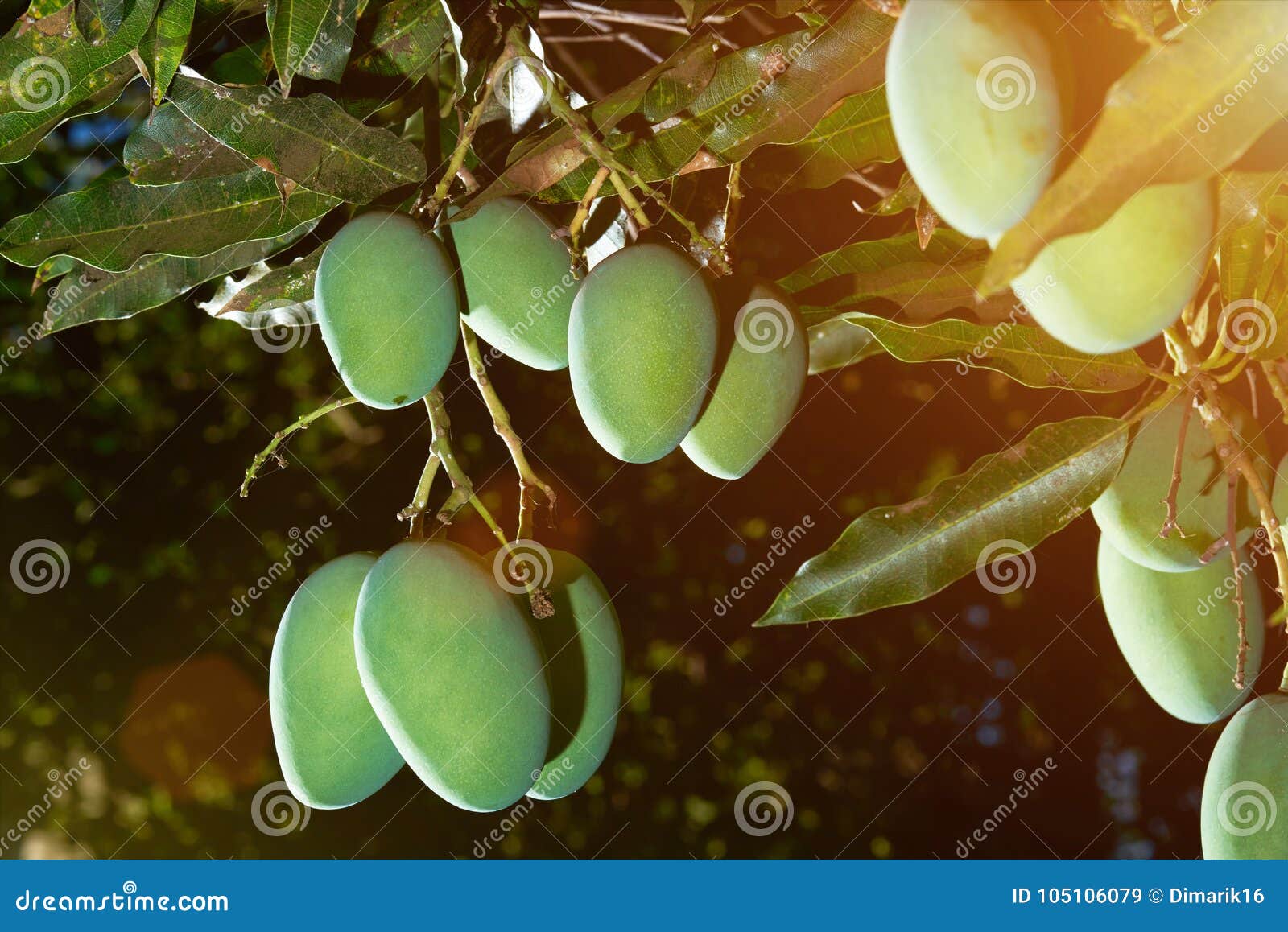 Group of Mango Hang on Tree Branch Stock Image - Image of hang, diet ...