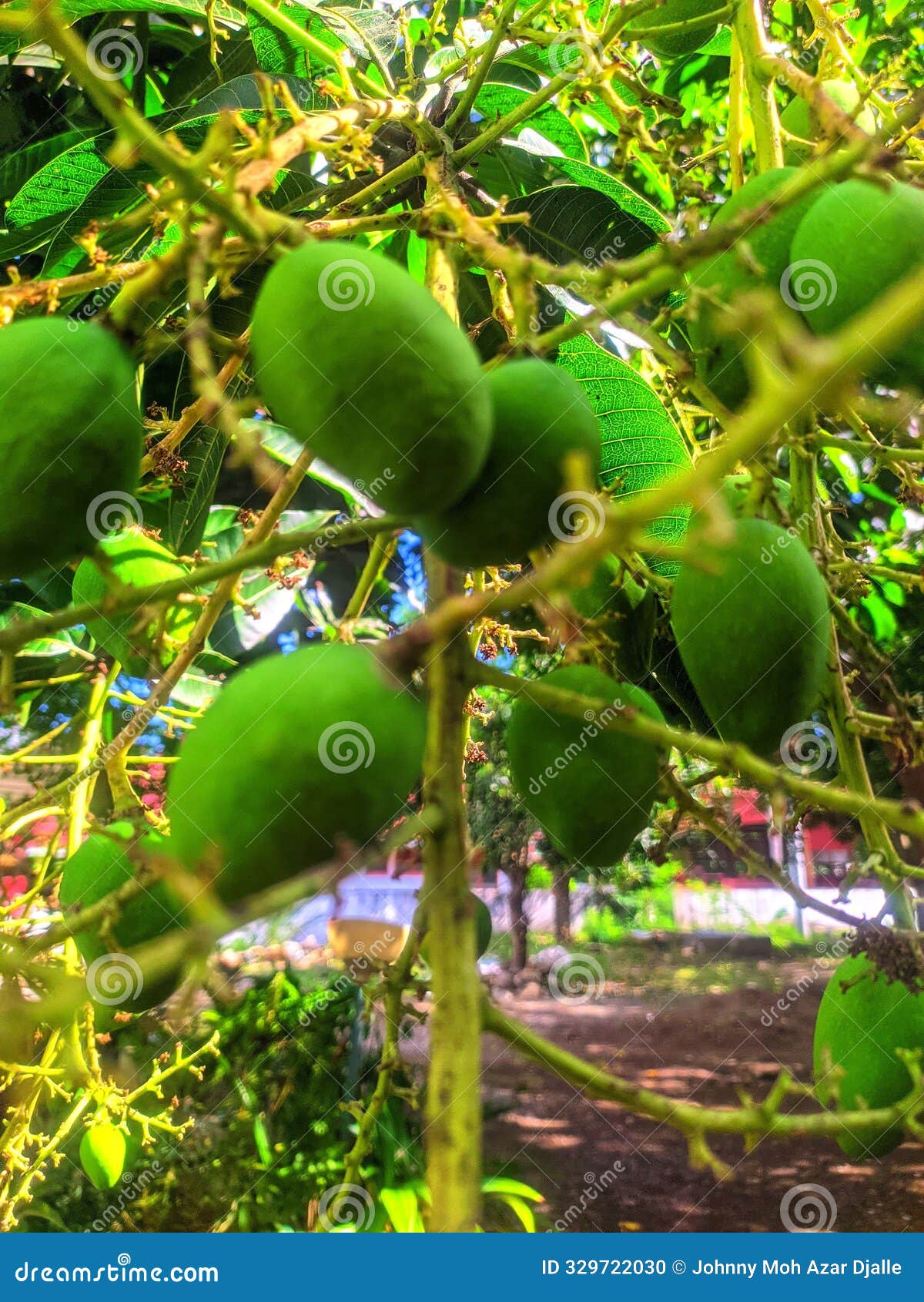 Group of mango on the tree stock photo. Image of vegetable - 329722030