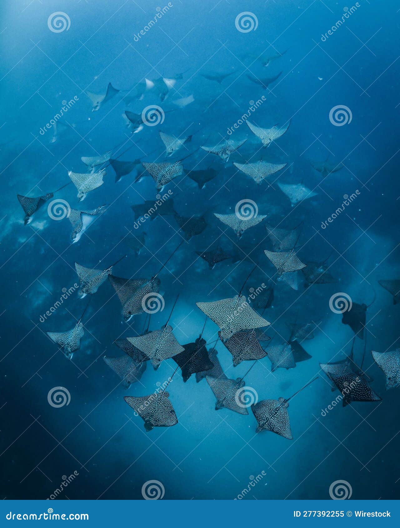 Group of Manta Rays Swimming in the Ocean. Stock Image - Image of manta ...