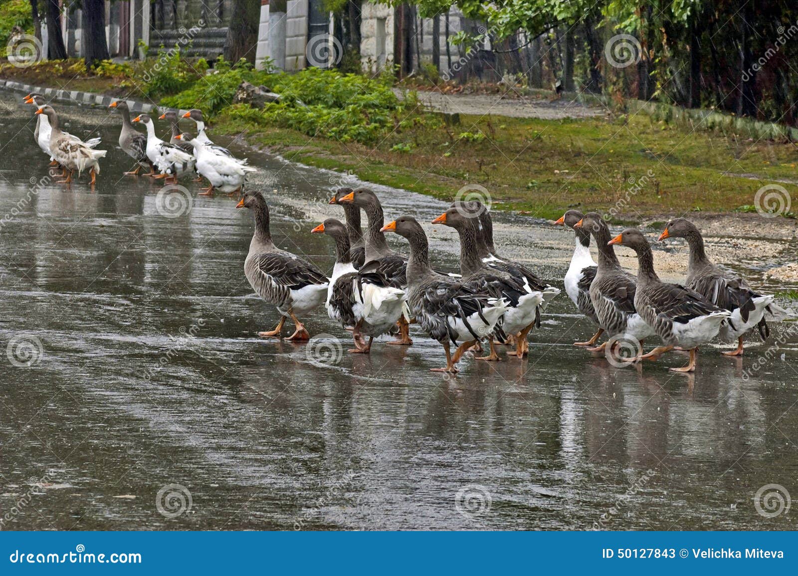 Group of Many Domestic Ducks Return in the Rain Stock Image - Image of ...
