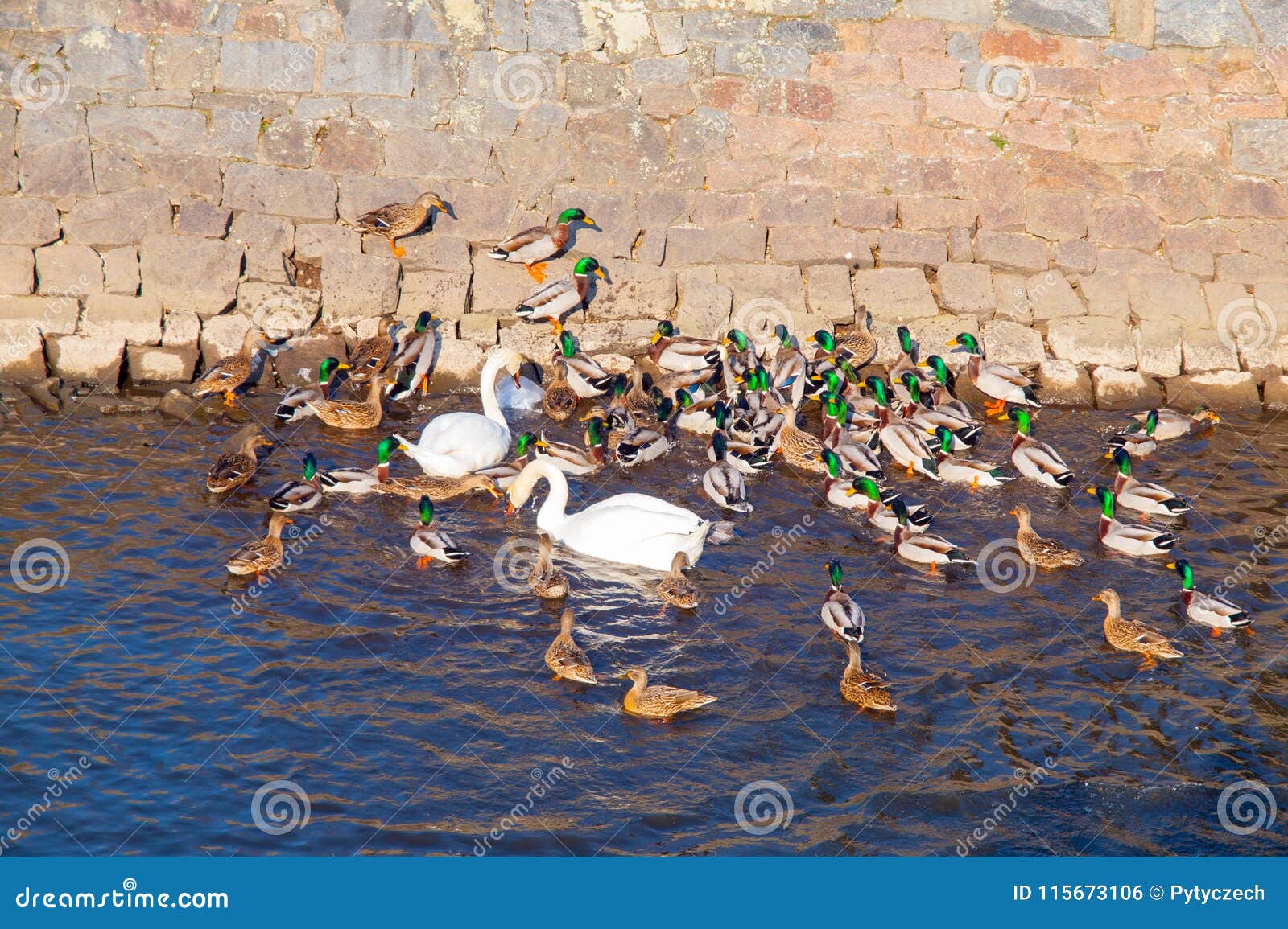 Group of Many Ducks and Swans in the River Stock Photo - Image of sunny ...