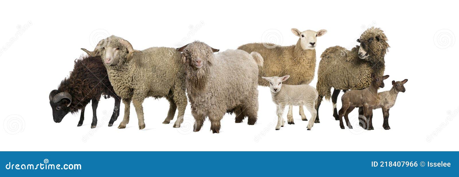 Many Goats On Farm Royalty-Free Stock Image | CartoonDealer.com #202219816