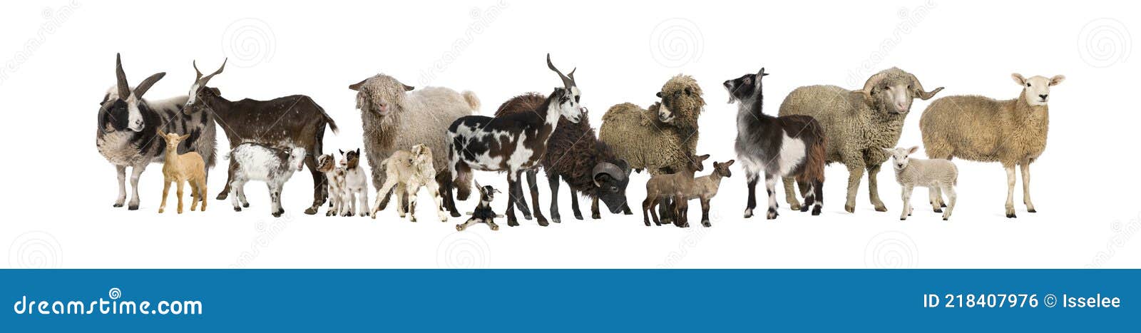 Group of Many Goats and Sheep in a Row Stock Photo - Image of hircus ...