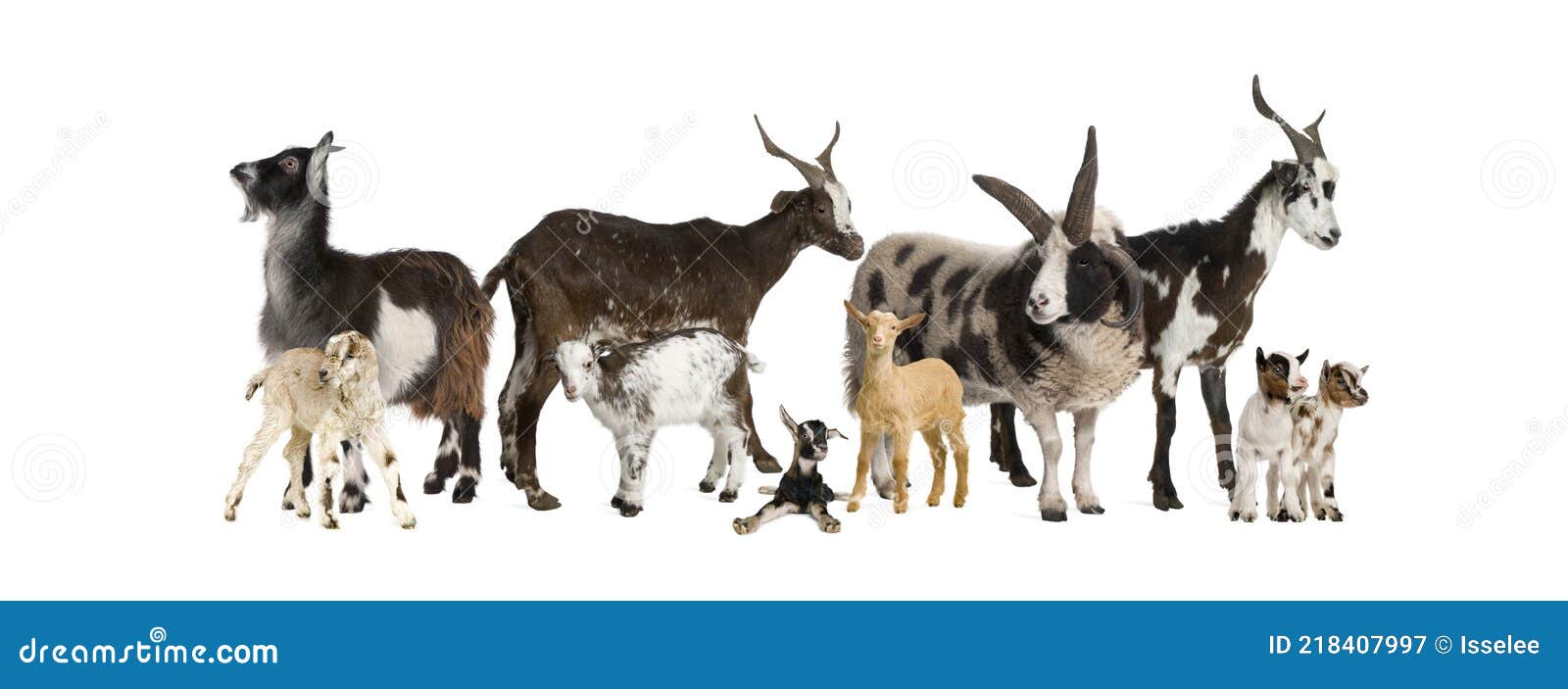 Group of Many Goats and Sheep in a Row Stock Image - Image of white ...