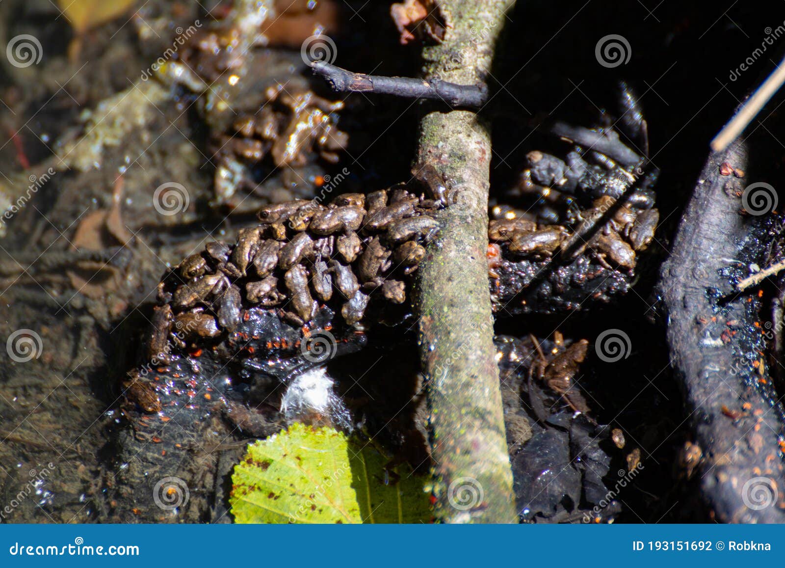 Group of Many Young Toads Sitting on a Branch in the Water, Bufo Bufo ...