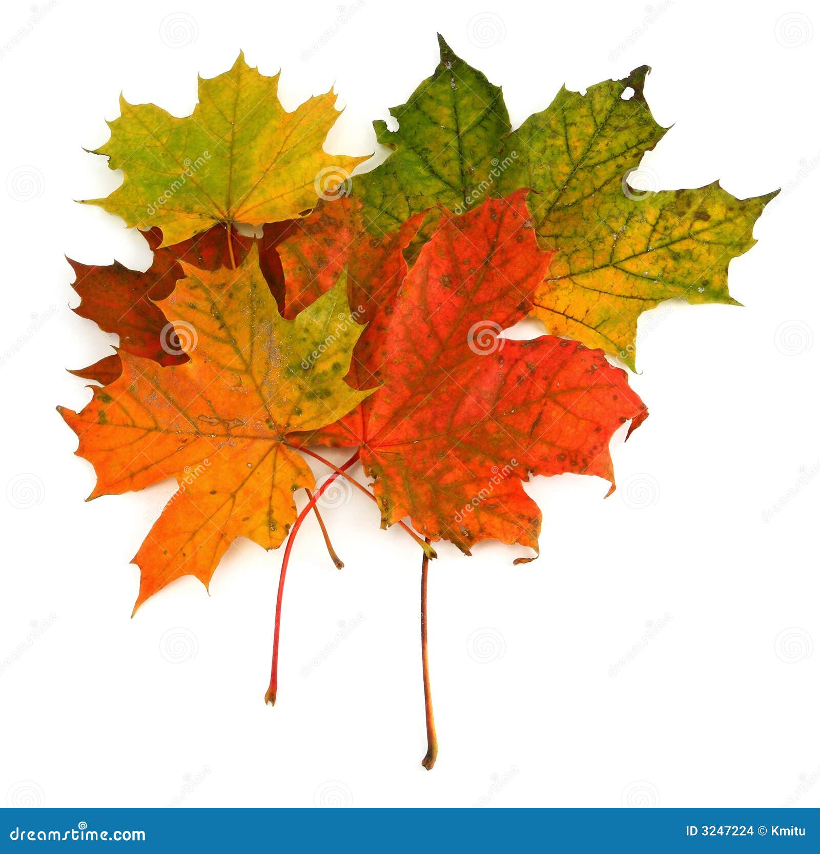Group of maple leaves stock photo. Image of orange, colored - 3247224