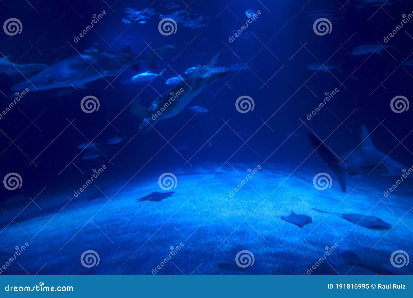 Group of Marine Animals in the Ocean Stock Image - Image of environment ...