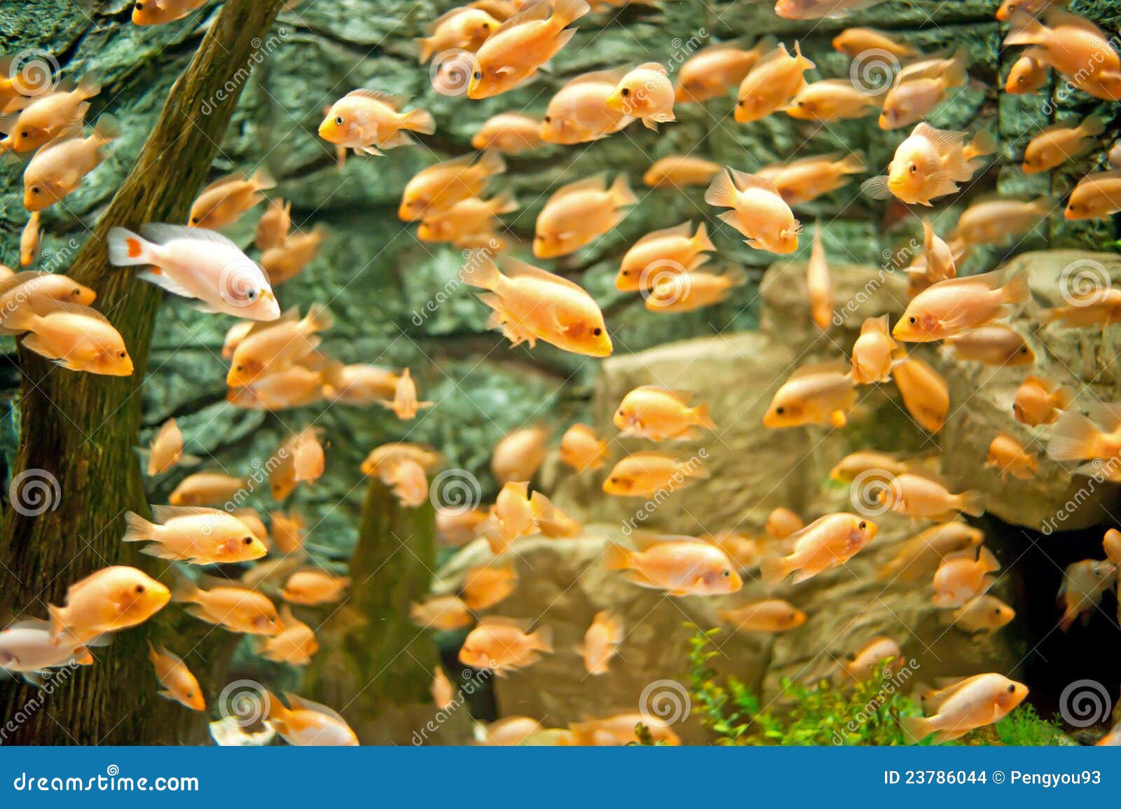 Group of marine fish stock photo. Image of similan, panoramic - 23786044