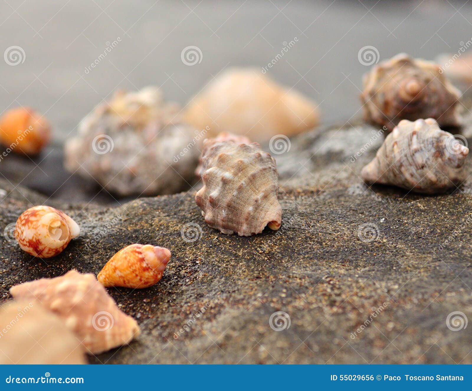 Group of Marine Shells in the Shore Stock Photo - Image of nature ...