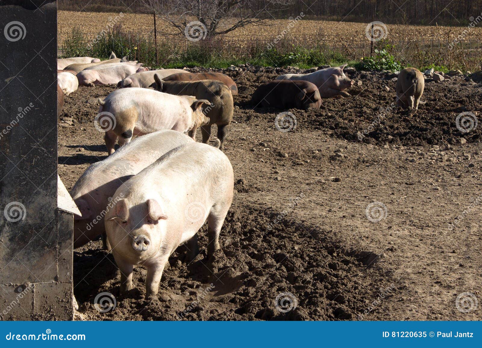 Group of mature hogs stock image. Image of farm, hogs - 81220635
