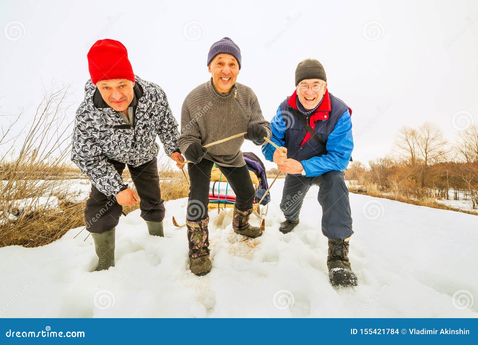 A Group of Mature Men Pull a Heavy Sled with a Load on a Snowy Road ...