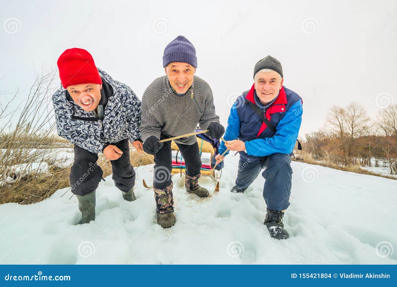 A Group of Mature Men Pull a Heavy Sled with a Load on a Snowy Road ...