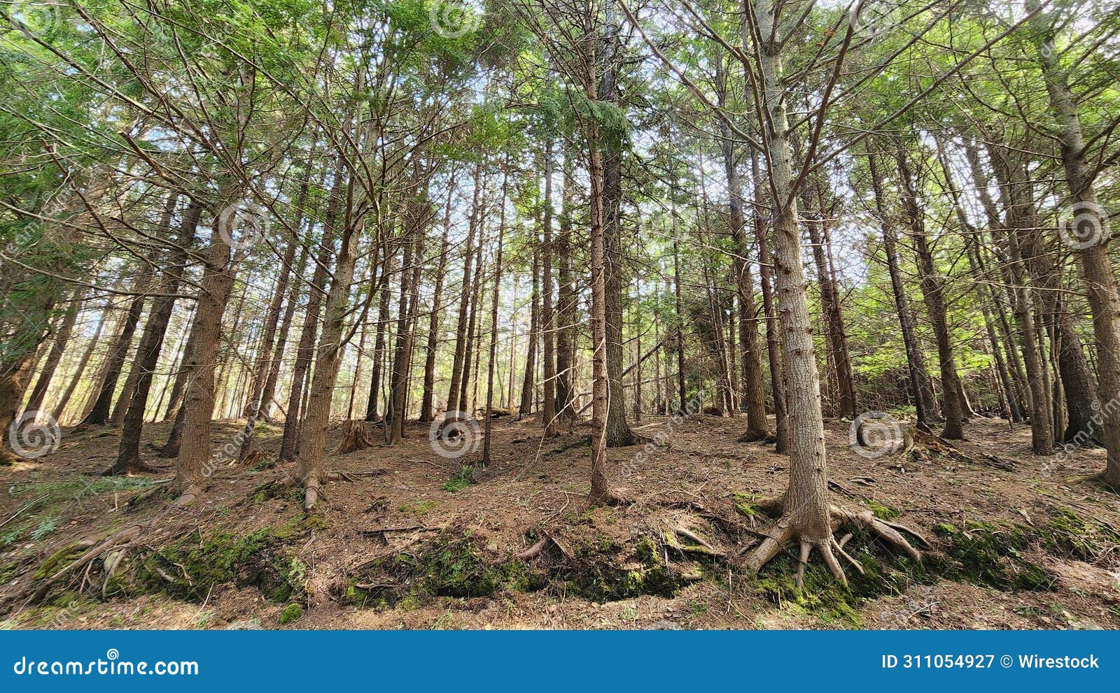Group of Mature Trees Standing Tall within a Dense Forest. Stock Image ...