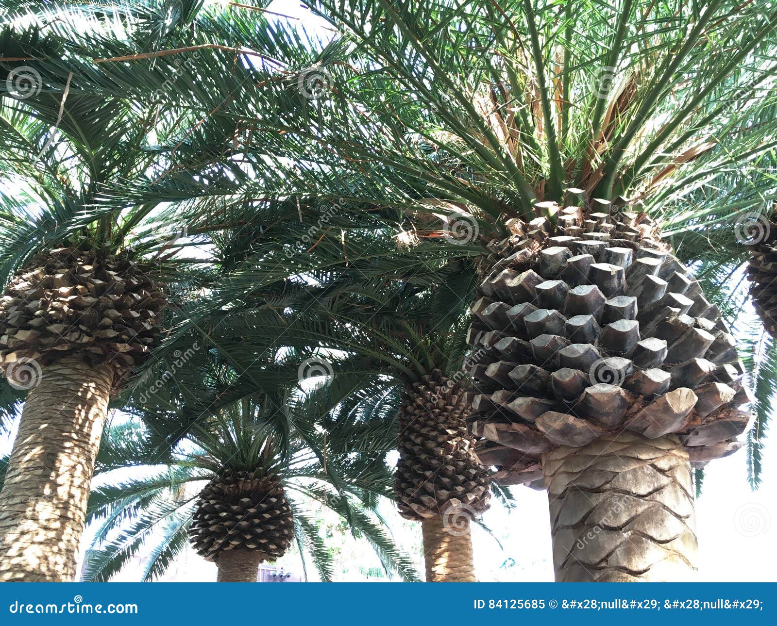 Group of Mediterranean Palm Trees Closeup. Stock Image - Image of ...