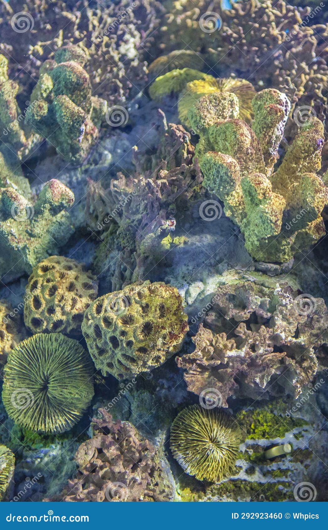 Group of Mediterranean Sponges Stock Photo - Image of biodiversity ...