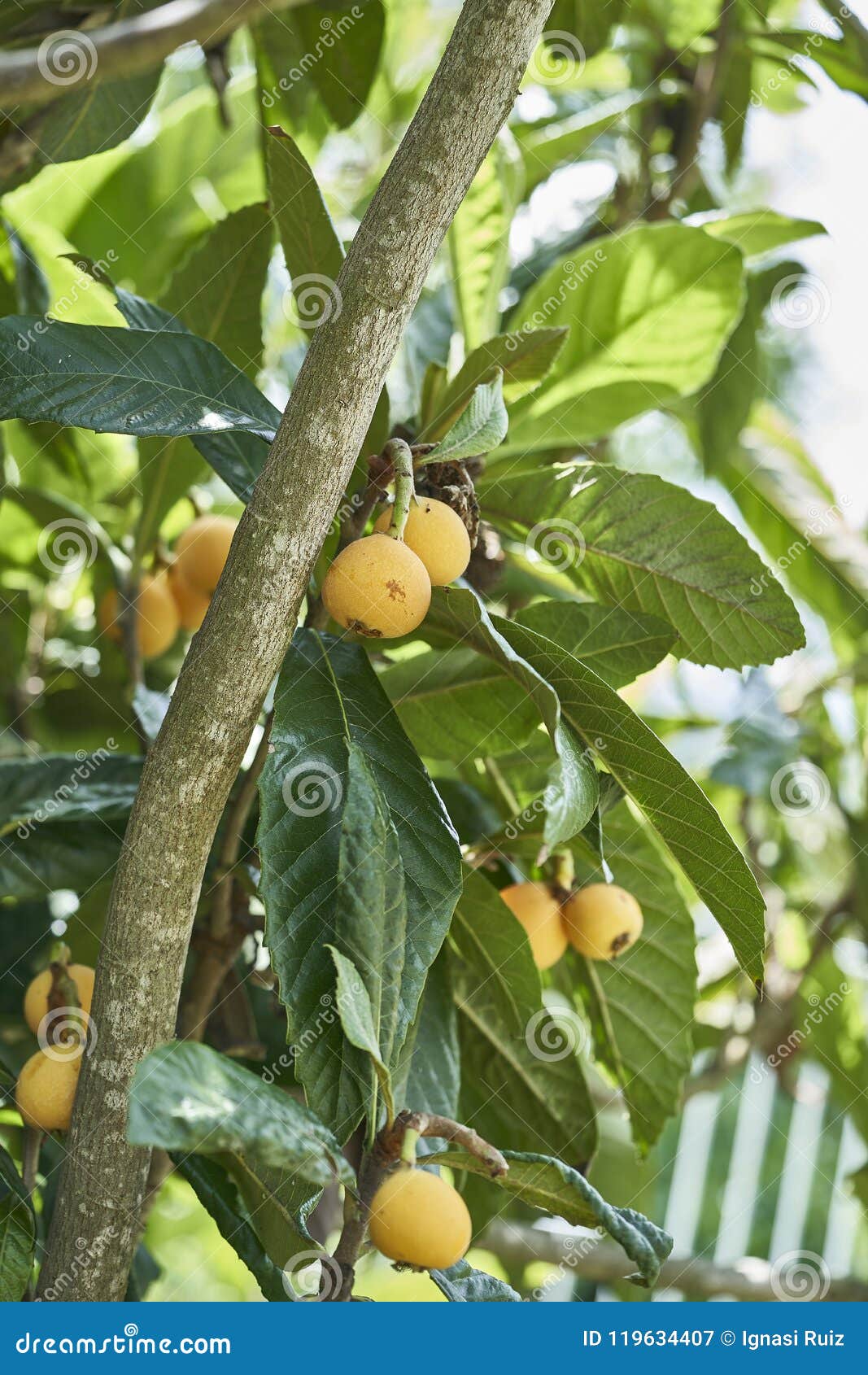 Group of medlars in a tree stock image. Image of organic - 119634407