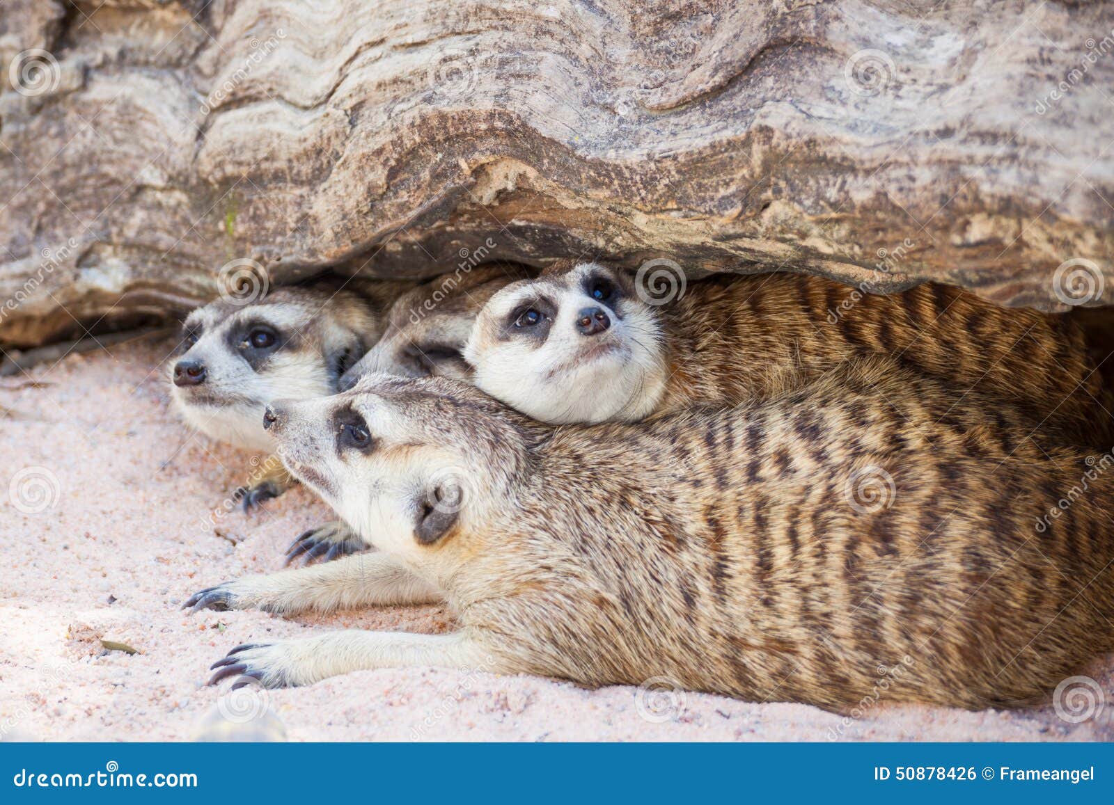 Group of Meerkat (Suricata Suricatta) Sleeping Under the Timber Stock ...