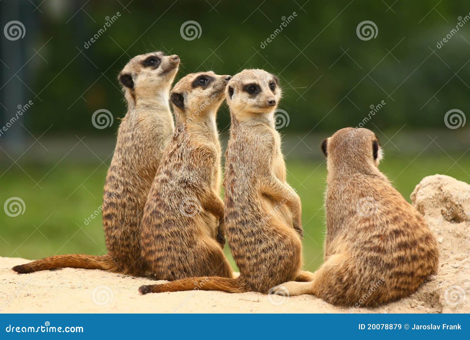 Group of Meerkats stock image. Image of building, central - 20078879