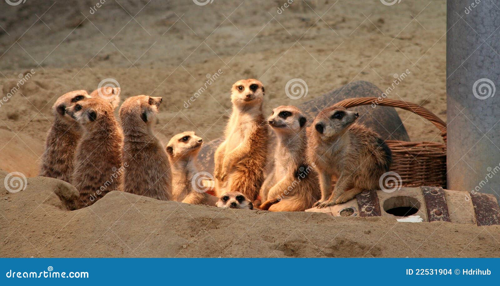 Group of Meerkats stock photo. Image of family, curious - 22531904