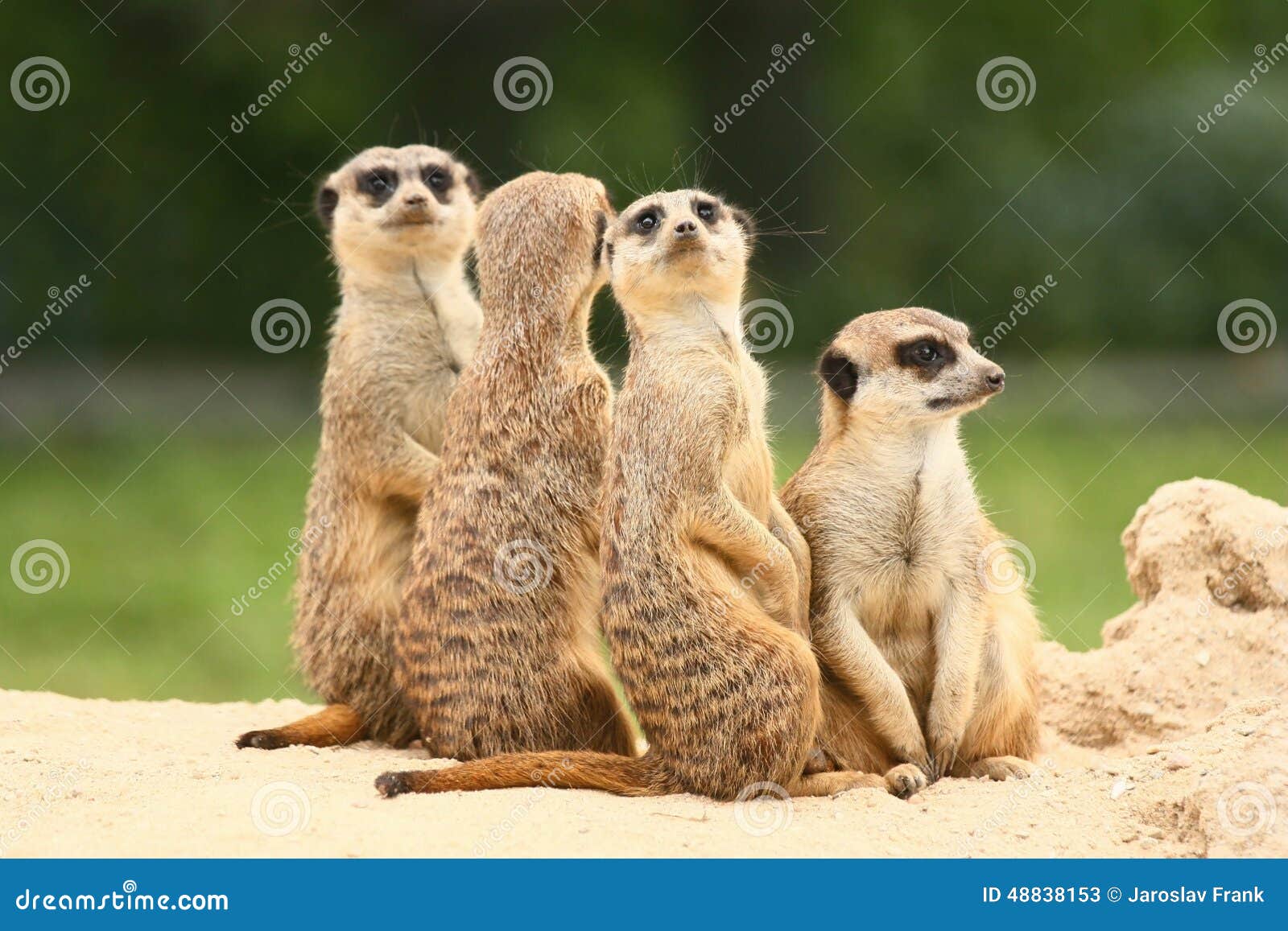 Group of Meerkats on the Green Background Stock Image - Image of ...