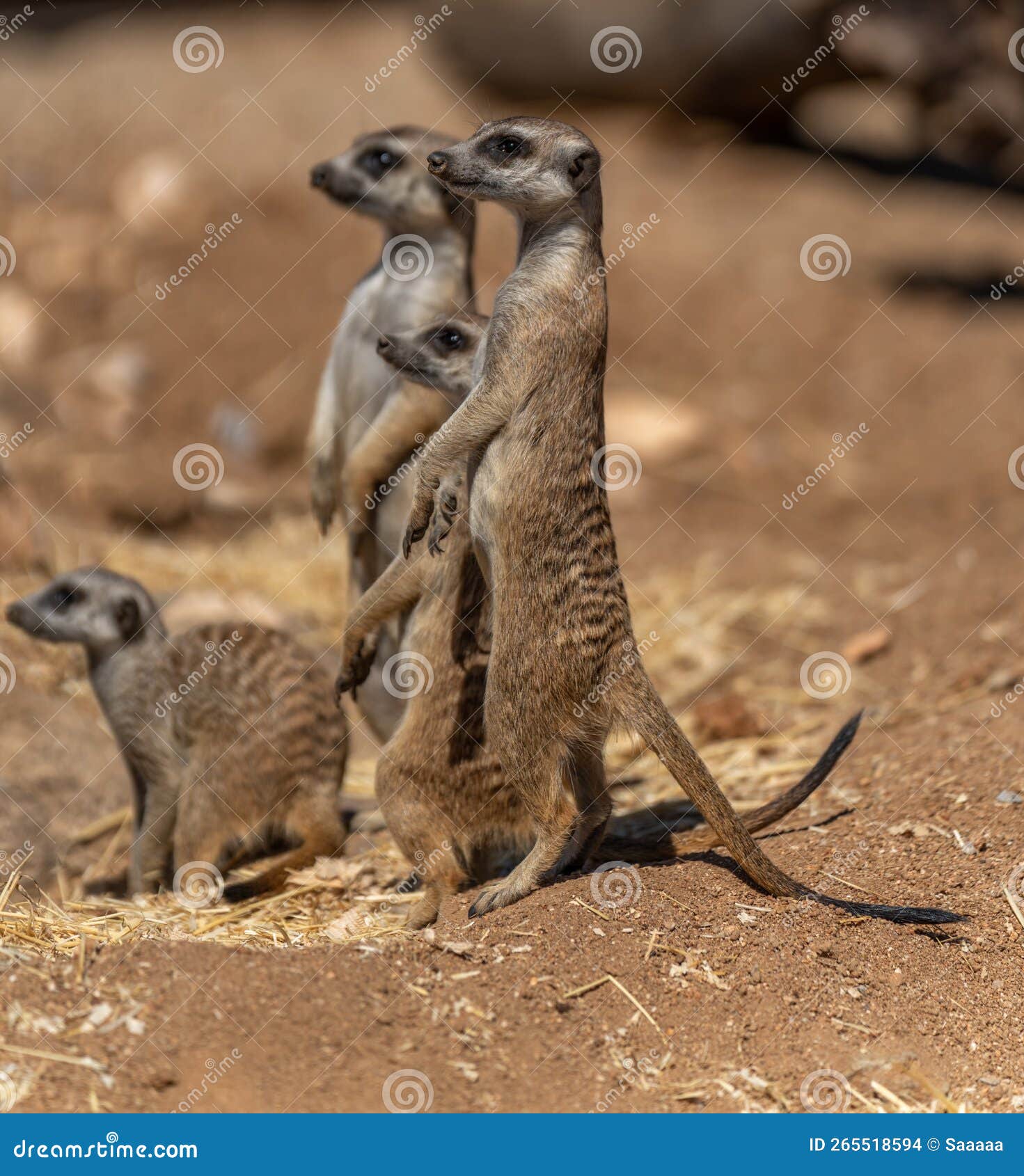Group of Meerkats Looking the Left Side of the Frame Stock Photo ...
