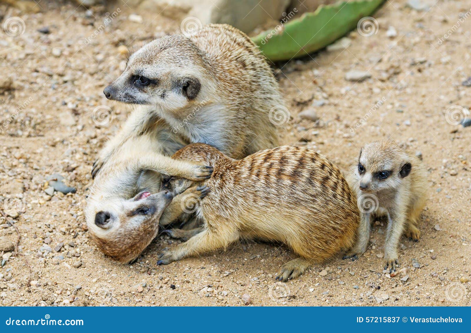Group of meerkats stock image. Image of africa, adapted - 57215837