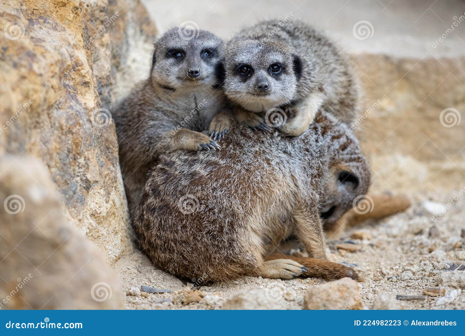 A Group of Meerkats are Resting Together Stock Image - Image of mammal ...