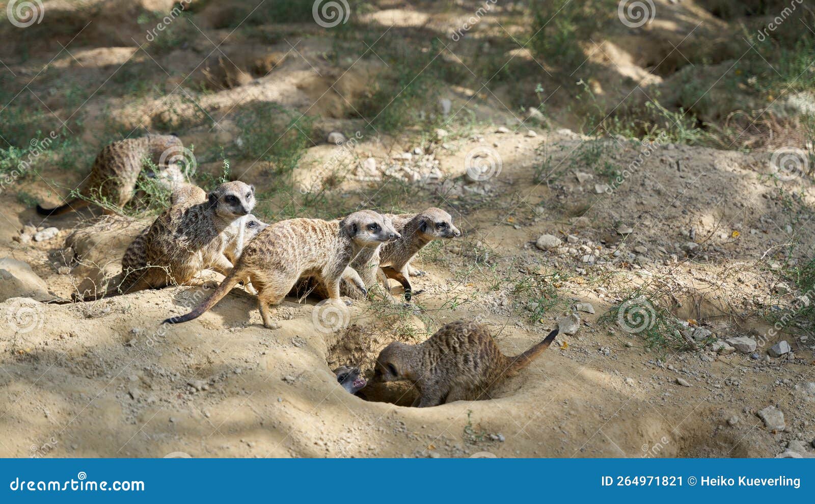 A Group of Meerkats in the Sand Stock Image - Image of mammal, fauna ...