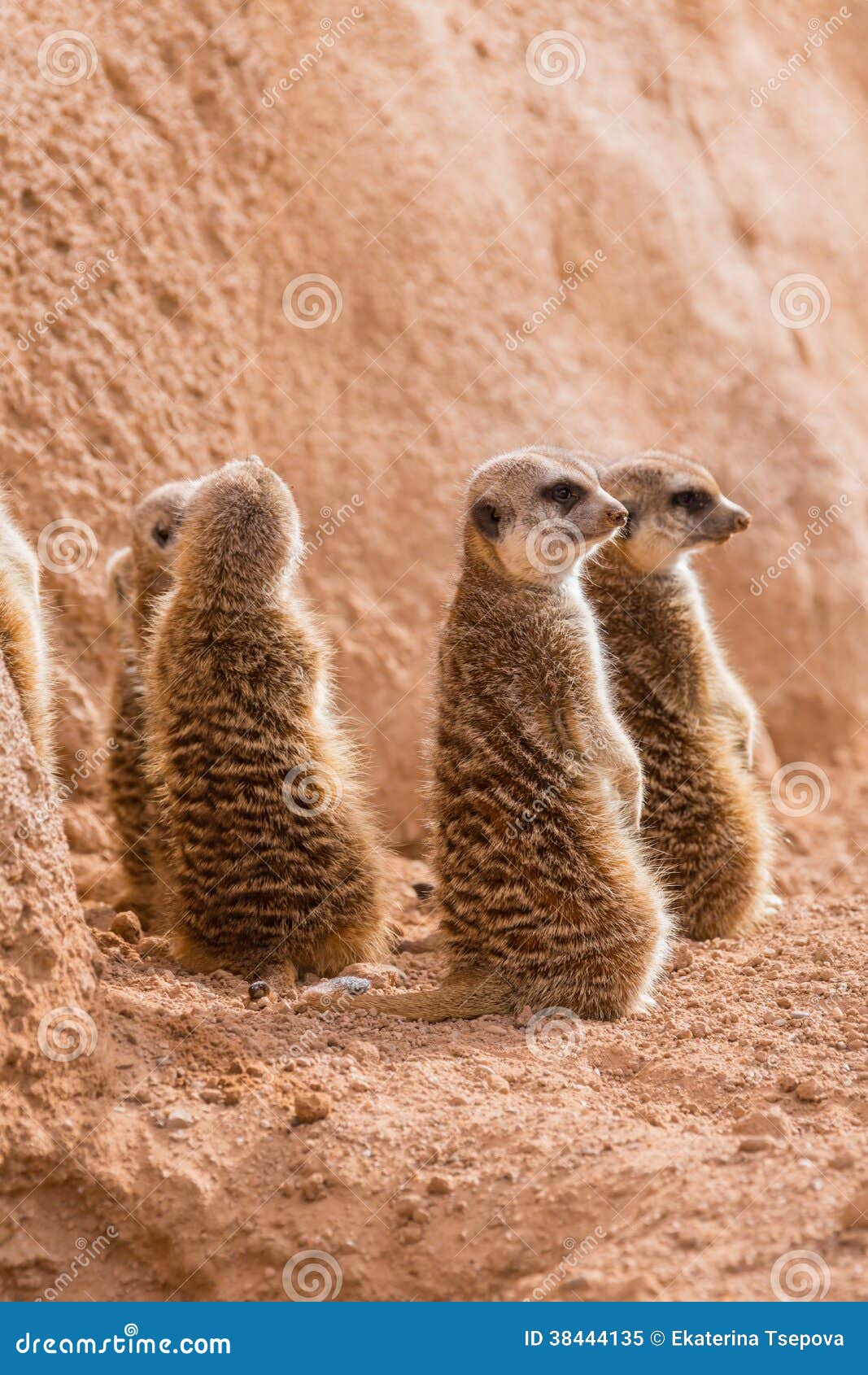 Group of meerkats sitting stock image. Image of behavior - 38444135