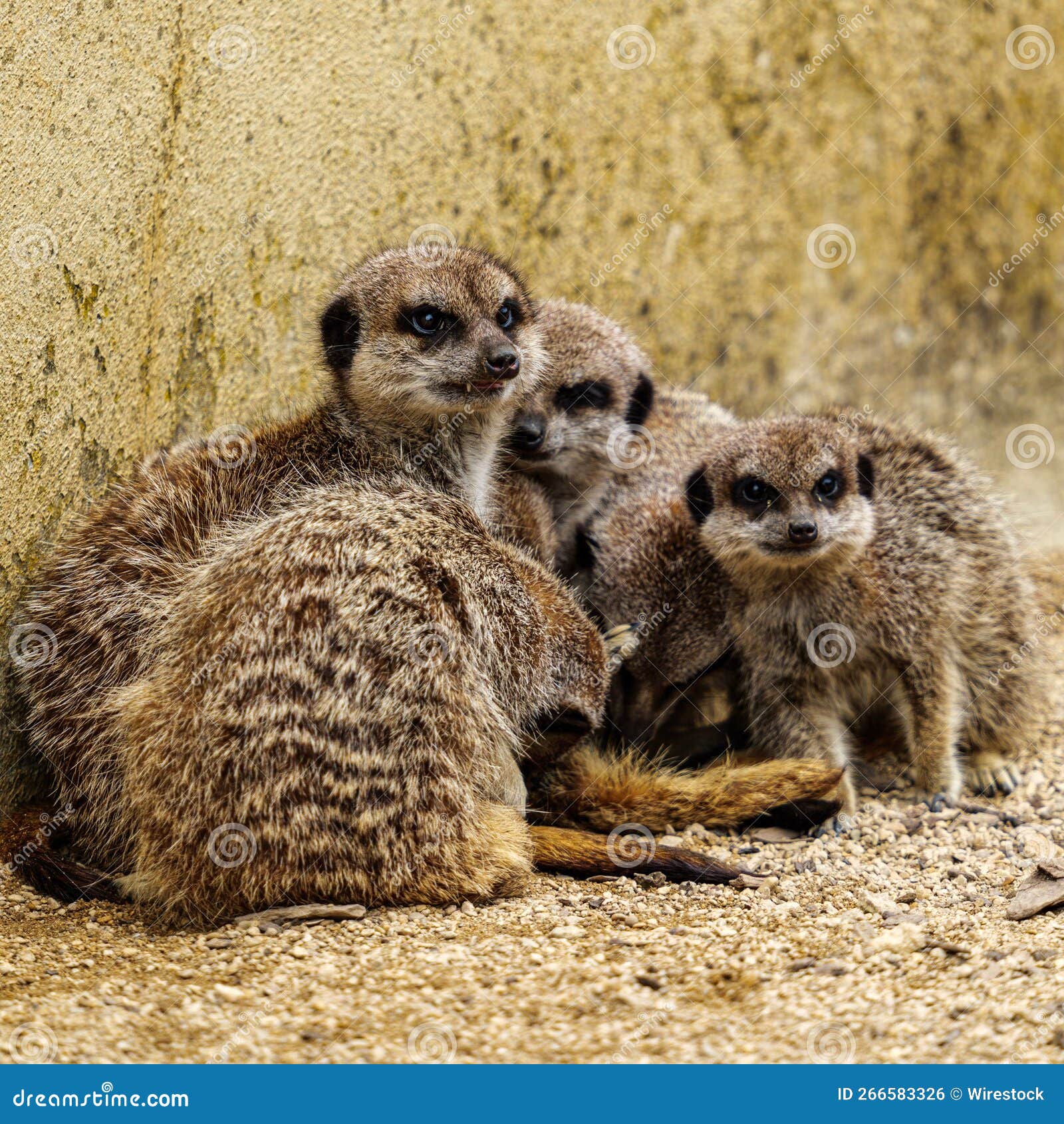Group of Meerkats Sitting by a Wall Stock Photo - Image of park, cute ...