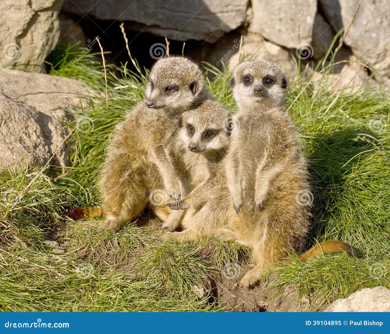 Group of meerkats stock image. Image of head, outside - 39104895