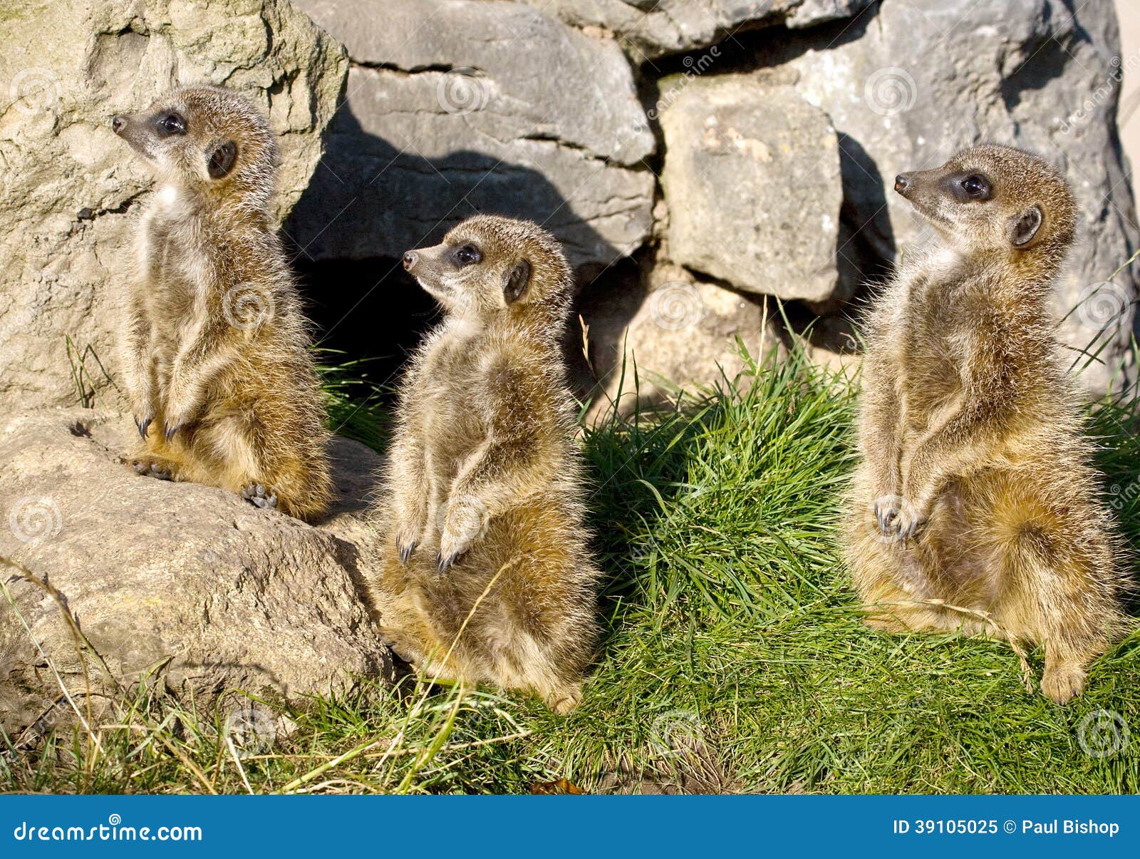 Group of meerkats stock image. Image of captive, eyes - 39105025