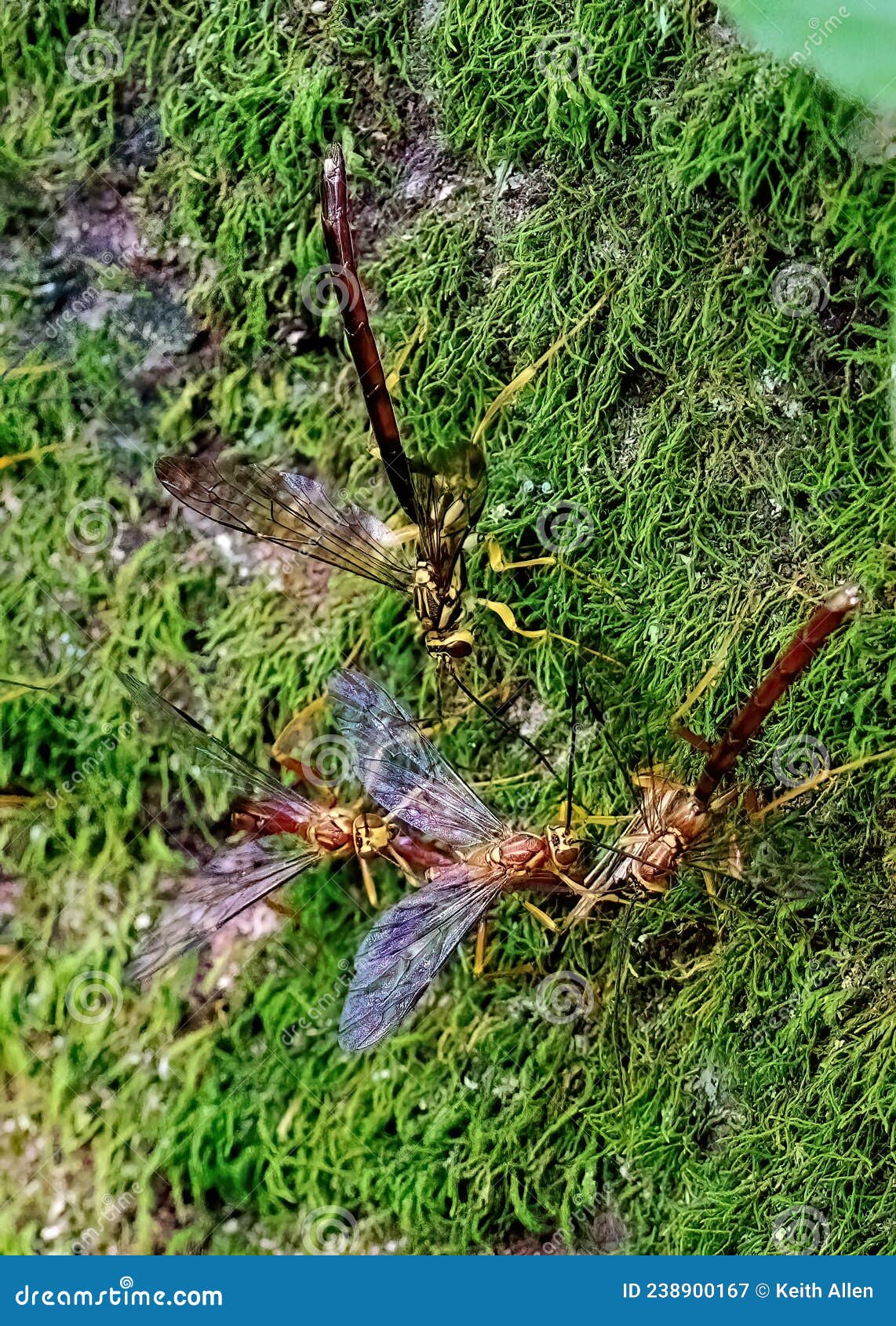 A Group of Megarhyssa Macrurus Wasps Stock Image - Image of macrurus ...