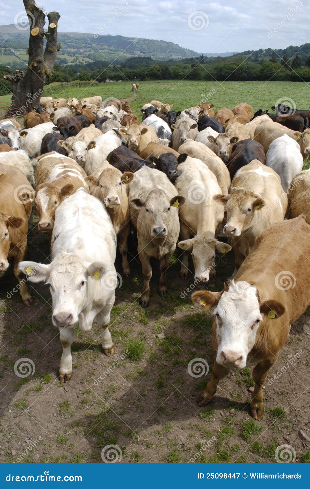 Group of menacing cows stock image. Image of brown, cattle - 25098447