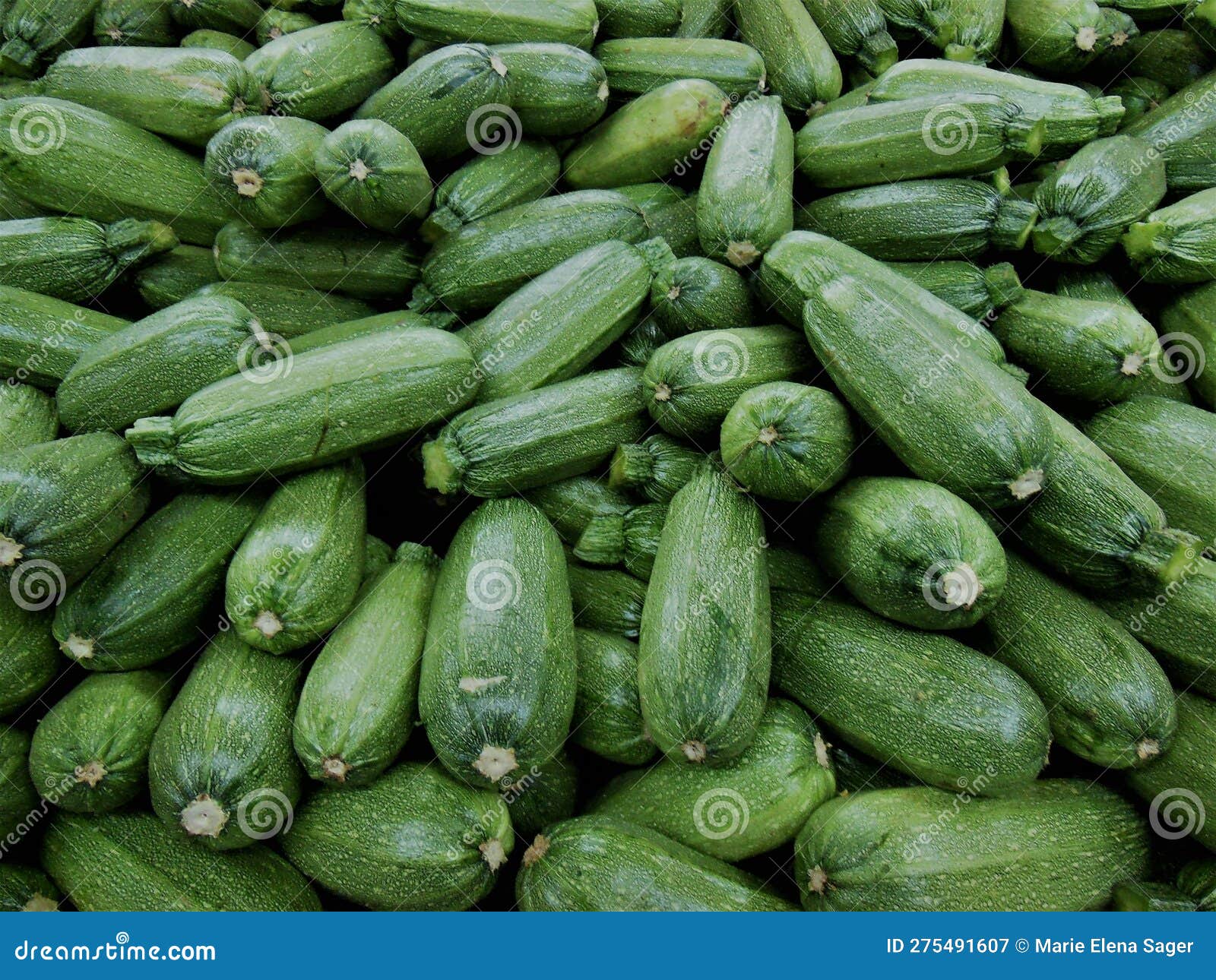 Group of Mexican Squash stock image. Image of vegetable - 275491607