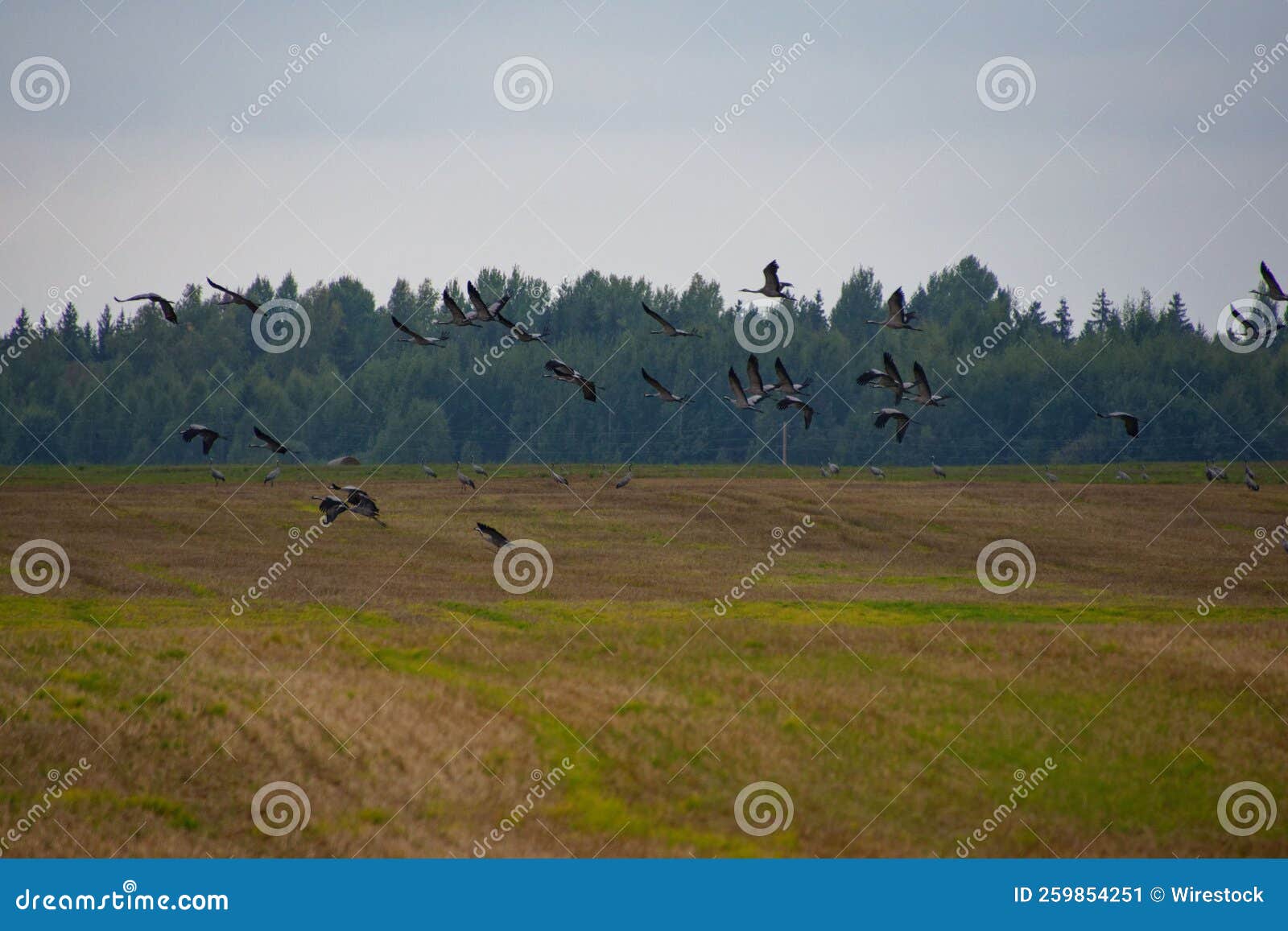 Group of Migrating Birds in a Field Stock Image - Image of gray, fowl ...