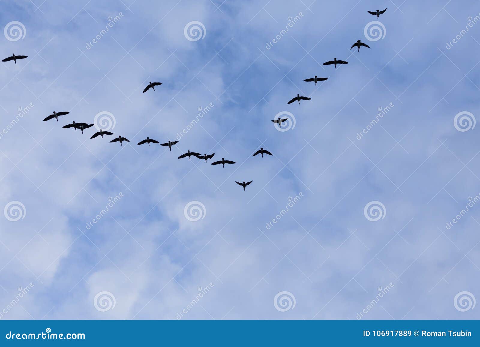 Group of Migrating Geese Birds Stock Image - Image of bird, animal ...